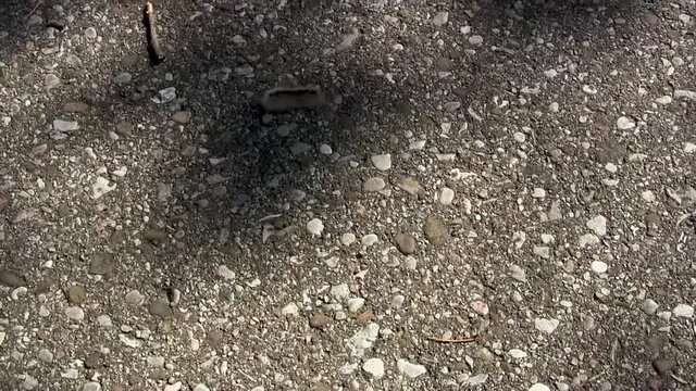 Scur Images – Browse 26 Stock Photos, Vectors, and Video | Adobe Stock