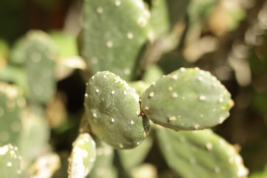 Chiquito Images – Browse 297 Stock Photos, Vectors, and Video | Adobe Stock