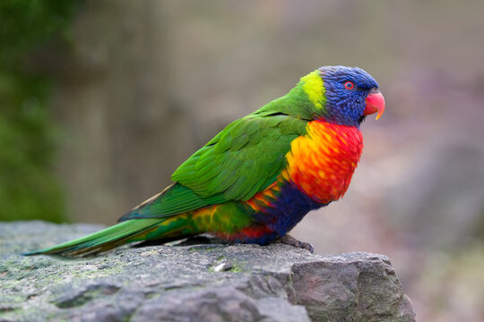 รูปภาพ"Loriquet Arc-En-Ciel" – เลือกดูภาพถ่ายสต็อก เวกเตอร์ และวิดีโอ55 ...