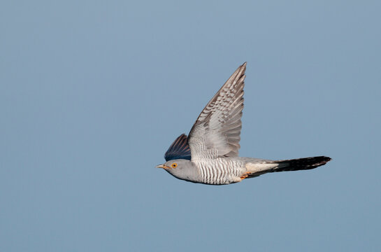 Imágenes de Cuculus: descubre bancos de fotos, ilustraciones, vectores ...