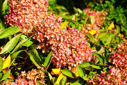 " "Hydrangea Paniculata Images – Browse 3,711 Stock Photos, Vectors ...