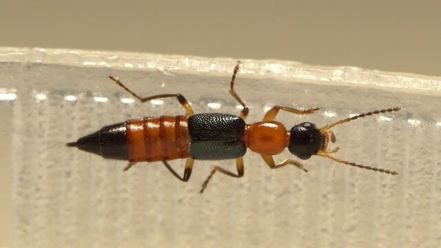 Staphylinidae Images – Parcourir 353 le catalogue de photos, vecteurs ...