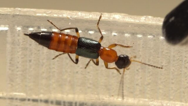 Staphylinidae bilder – Bläddra bland 352 stockfoton, vektorer och ...