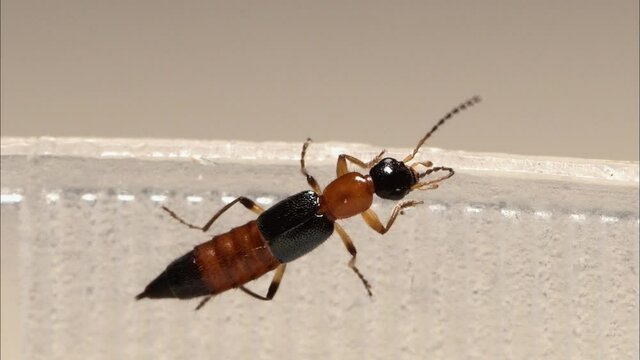 Tomcat 이미지 – 찾아보기 104,866 스톡 사진, 벡터 및 비디오 | Adobe Stock