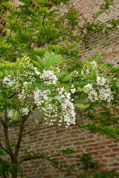 Robinia Bilder – Durchsuchen 5,793 Archivfotos, Vektorgrafiken und ...