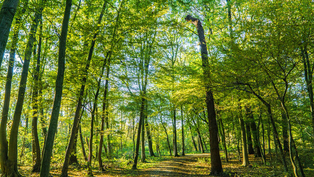 Emil Lazar photos, images, assets | Adobe Stock