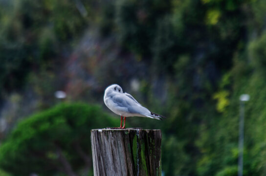 Mewa Bilder – Durchsuchen 5,580 Archivfotos, Vektorgrafiken und Videos ...