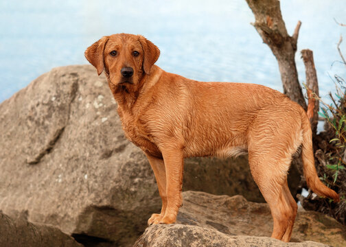 Red Retriever Lab Mix