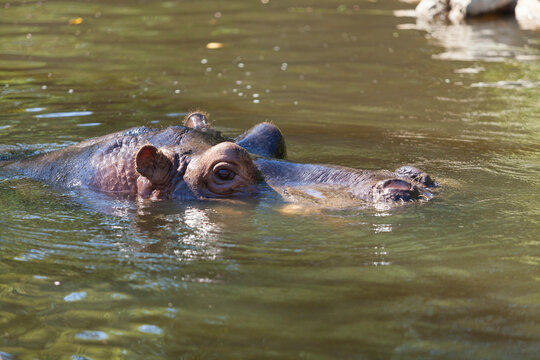 「Kaba」の画像 - 16,947 件の Stock 写真、ベクターおよびビデオ | Adobe Stock