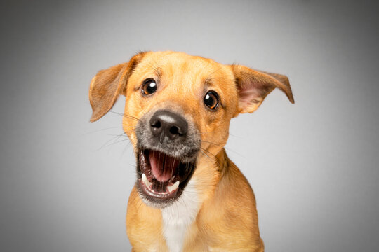 "Dog Photography" 이미지 – 찾아보기 3,644 스톡 사진, 벡터 및 비디오 | Adobe Stock