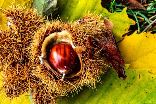 Marone bilder – Bläddra bland 3,015 stockfoton, vektorer och videor ...