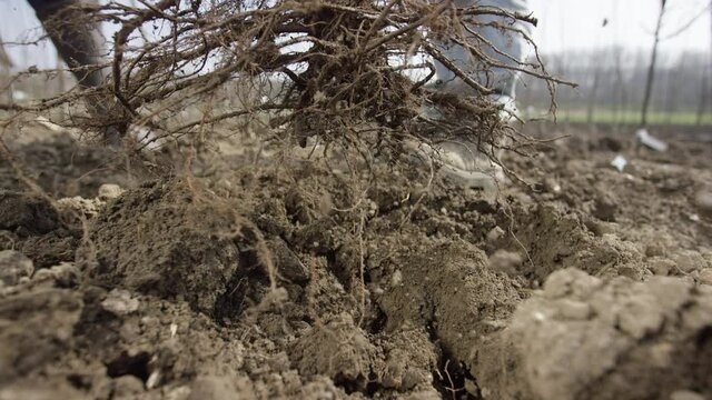 Unroot Bilder – Durchsuchen 206 Archivfotos, Vektorgrafiken und Videos ...