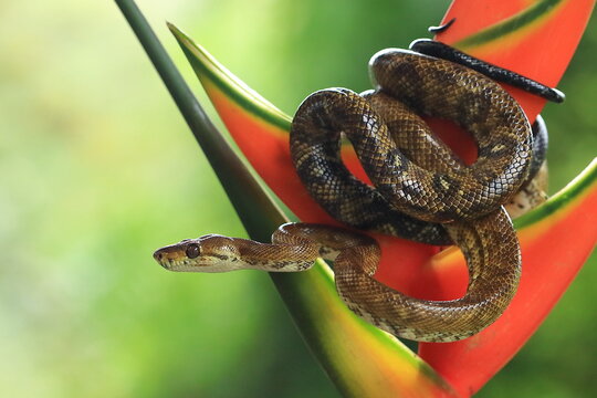 "Garden Tree Boa" Bilder – Durchsuchen 330 Archivfotos, Vektorgrafiken ...