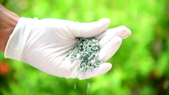 Trichoderma bilder – Bläddra bland 127 stockfoton, vektorer och videor ...