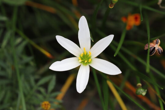 葯 Images – Browse 571 Stock Photos, Vectors, and Video | Adobe Stock