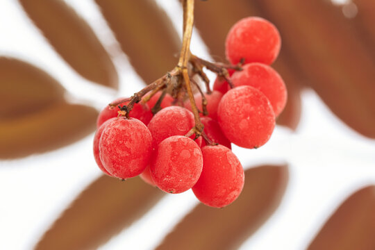 Kalyna Images – Browse 329 Stock Photos, Vectors, and Video | Adobe Stock