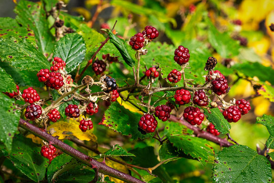 Waldbeeren 影像 – 瀏覽 3,073 個素材庫相片、向量圖和影片 | Adobe Stock