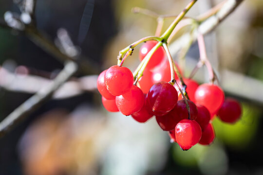 Kalyna Images – Browse 329 Stock Photos, Vectors, and Video | Adobe Stock