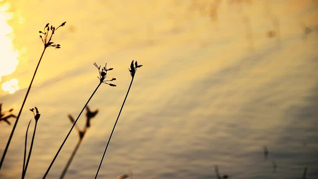 รูปภาพChrysopogon – เลือกดูภาพถ่ายสต็อก เวกเตอร์ และวิดีโอ345 | Adobe Stock