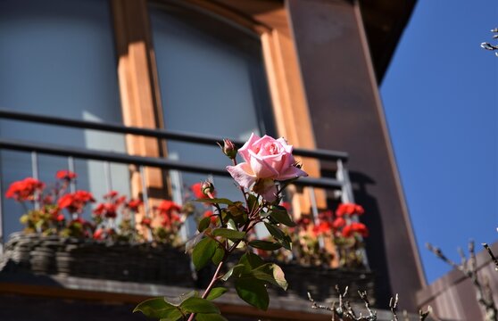 "Letzte Bilder – Durchsuchen 38,300 Archivfotos, Vektorgrafiken und ...