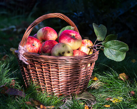 "Beautiful Apples" Bilder – Durchsuchen 64 Archivfotos, Vektorgrafiken ...