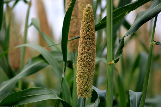 Bajra Images – Browse 2,023 Stock Photos, Vectors, and Video | Adobe Stock