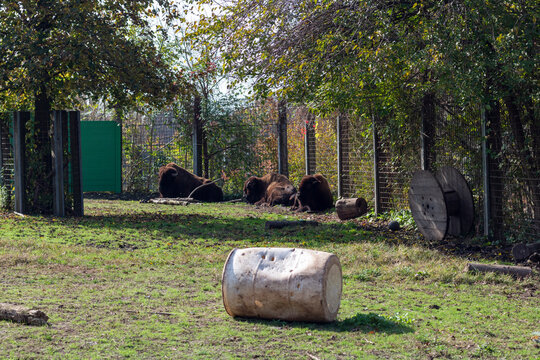 Yark Images – Browse 37 Stock Photos, Vectors, and Video | Adobe Stock