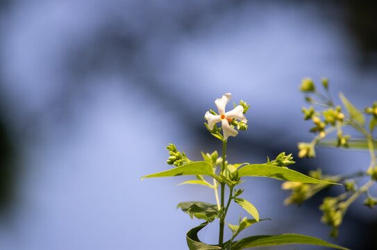 รูปภาพParijat – เลือกดูภาพถ่ายสต็อก เวกเตอร์ และวิดีโอ293 | Adobe Stock