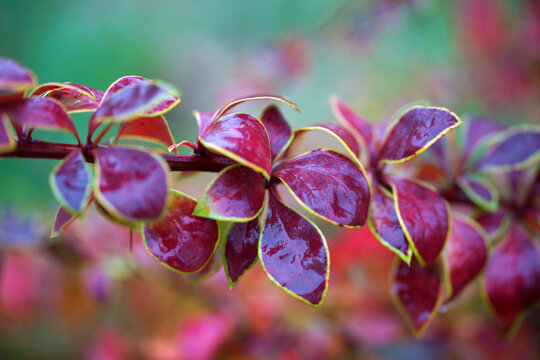 Frola Images – Browse 63 Stock Photos, Vectors, and Video | Adobe Stock