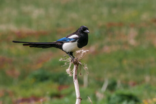 Black Billed Magpie In Alaska