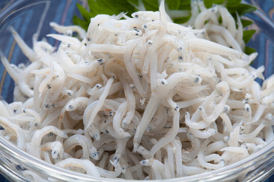 「Shirauo」の画像 - 209 件の Stock 写真、ベクターおよびビデオ | Adobe Stock