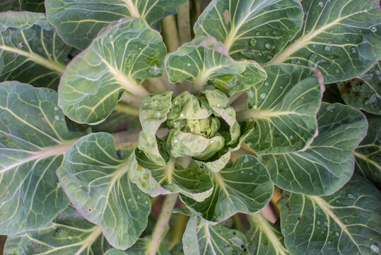 Broccoli-Sprossen Bilder – Durchsuchen 23,250 Archivfotos ...