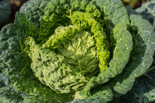 Kopfkohl 이미지 – 찾아보기 198 스톡 사진, 벡터 및 비디오 | Adobe Stock