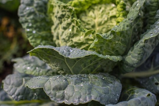 「Kopfkohl」の写真素材 | 215件の無料イラスト画像 | Adobe Stock