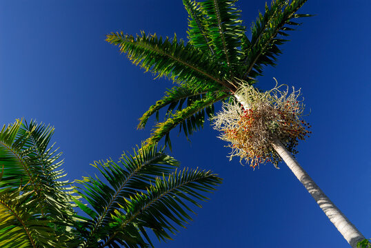 รูปภาพPalmiche – เลือกดูภาพถ่ายสต็อก เวกเตอร์ และวิดีโอ1,934 | Adobe Stock