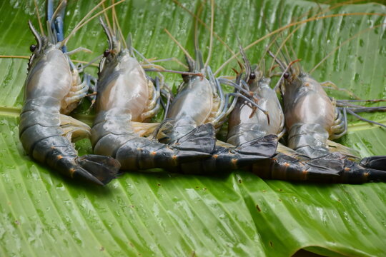 "River Shrimp" Images – Browse 21 Stock Photos, Vectors, and Video ...