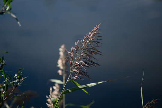 Plumet-Bilder: Stock-Fotos & -Videos. | Adobe Stock