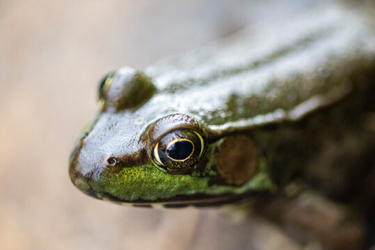 Ouaouaron-Bilder: Stock-Fotos & -Videos. | Adobe Stock