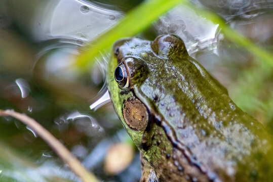 รูปภาพOuaouaron – เลือกดูภาพถ่ายสต็อก เวกเตอร์ และวิดีโอ74 | Adobe Stock