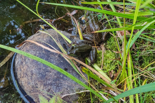 Ouaouaron Images – Browse 62 Stock Photos, Vectors, and Video | Adobe Stock