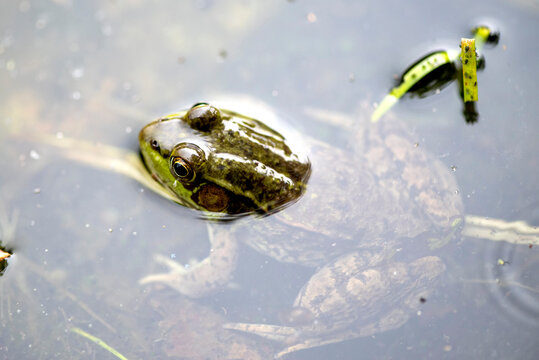 รูปภาพOuaouaron – เลือกดูภาพถ่ายสต็อก เวกเตอร์ และวิดีโอ62 | Adobe Stock