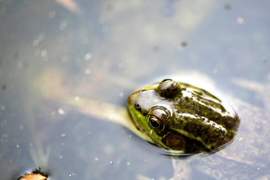 รูปภาพOuaouaron – เลือกดูภาพถ่ายสต็อก เวกเตอร์ และวิดีโอ74 | Adobe Stock