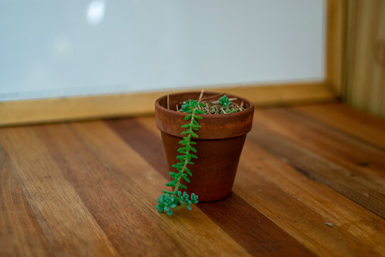 "Modo De Vivir" Bilder – Durchsuchen 4,632 Archivfotos, Vektorgrafiken ...