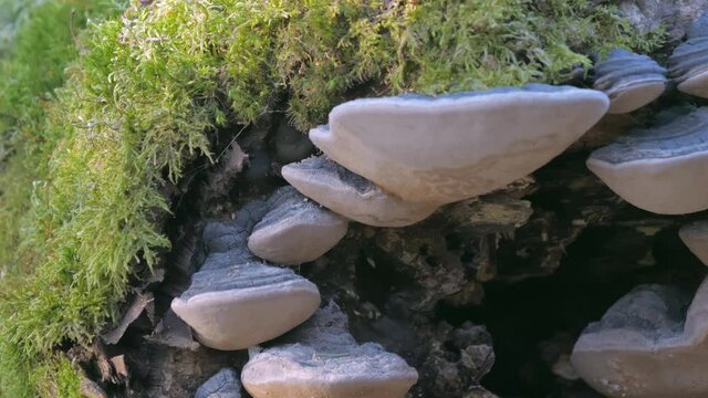 Knur 影像 – 瀏覽 239 個素材庫相片、向量圖和影片 | Adobe Stock