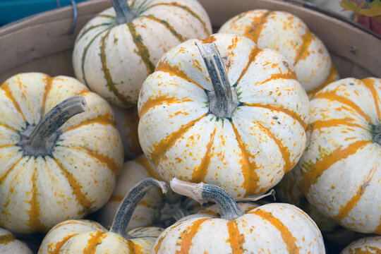 "Carnival Squash" Images – Browse 389 Stock Photos, Vectors, and Video ...
