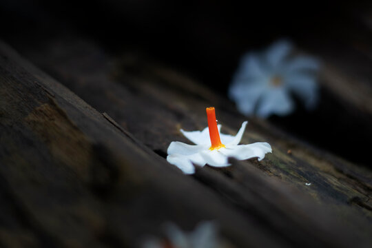 Parijat Flower Hd Wallpaper | Best Flower Site