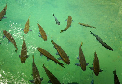 รูปภาพSoro – เลือกดูภาพถ่ายสต็อก เวกเตอร์ และวิดีโอ350 | Adobe Stock