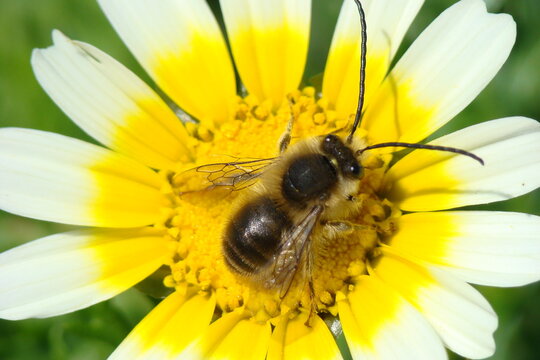รูปภาพEucera – เลือกดูภาพถ่ายสต็อก เวกเตอร์ และวิดีโอ213 | Adobe Stock
