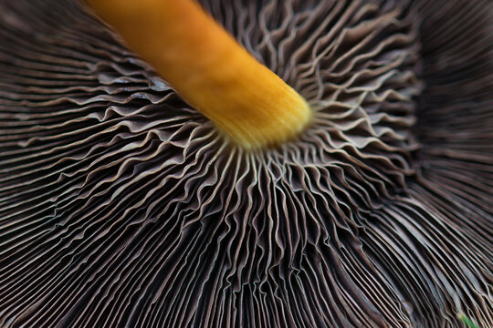 Imene Immagini - Sfoglia 903 foto, vettoriali e video Stock | Adobe Stock