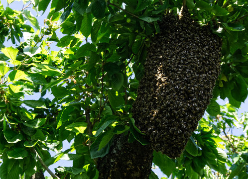 Pfropf Images – Browse 10 Stock Photos, Vectors, and Video | Adobe Stock